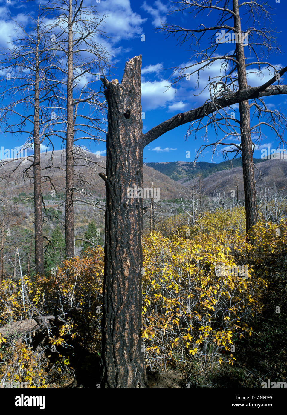 Pinyon Pine Pinus edulis killed by Ips Beetle Devasting whole forest of ...