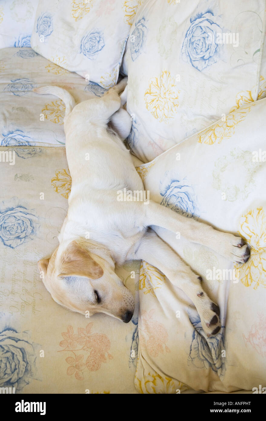 Four month old labrador golden retriever puppy sleeping on couch hi-res ...