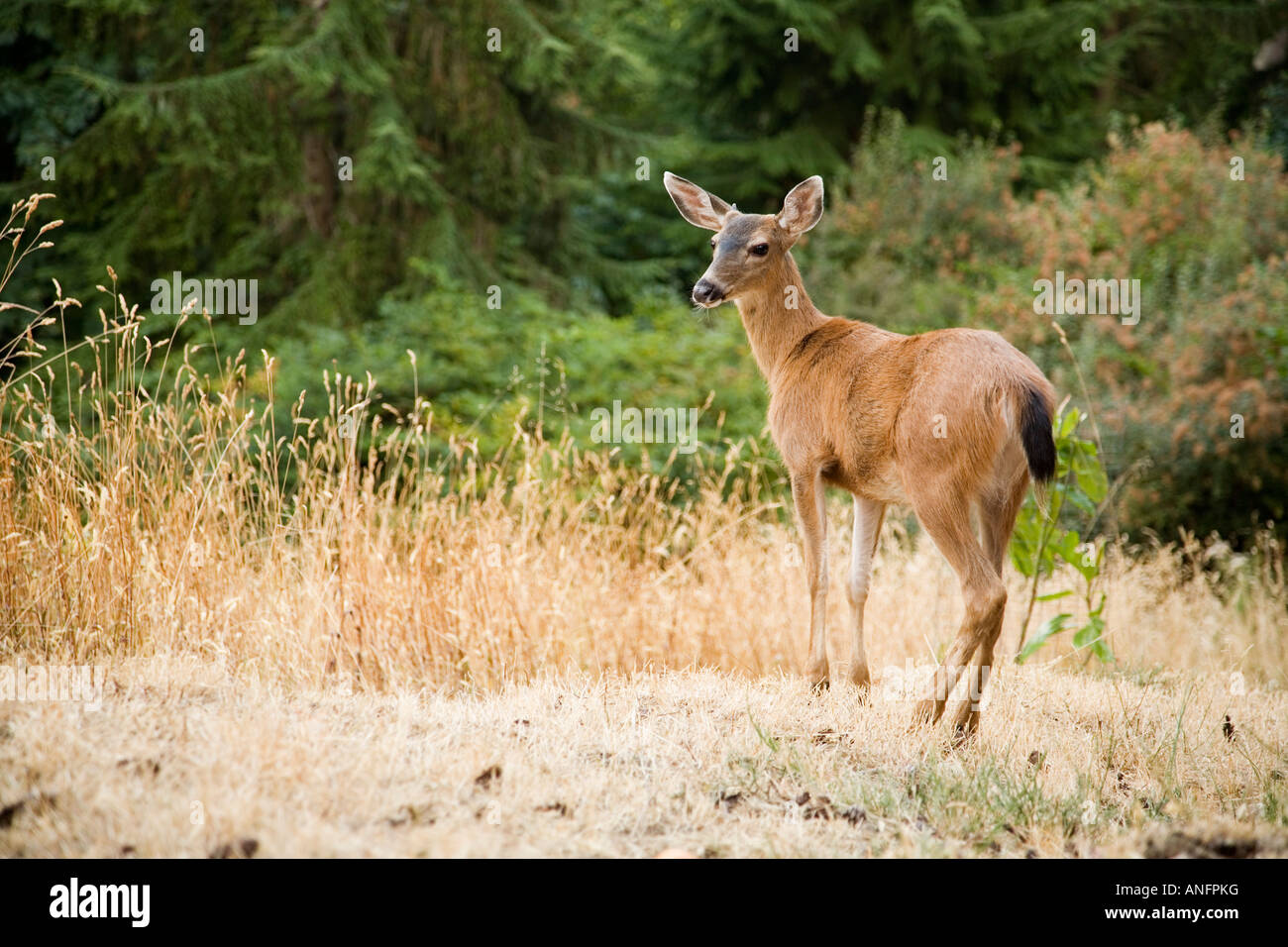 Alert young mule deer in field on salt spring island hi-res stock ...