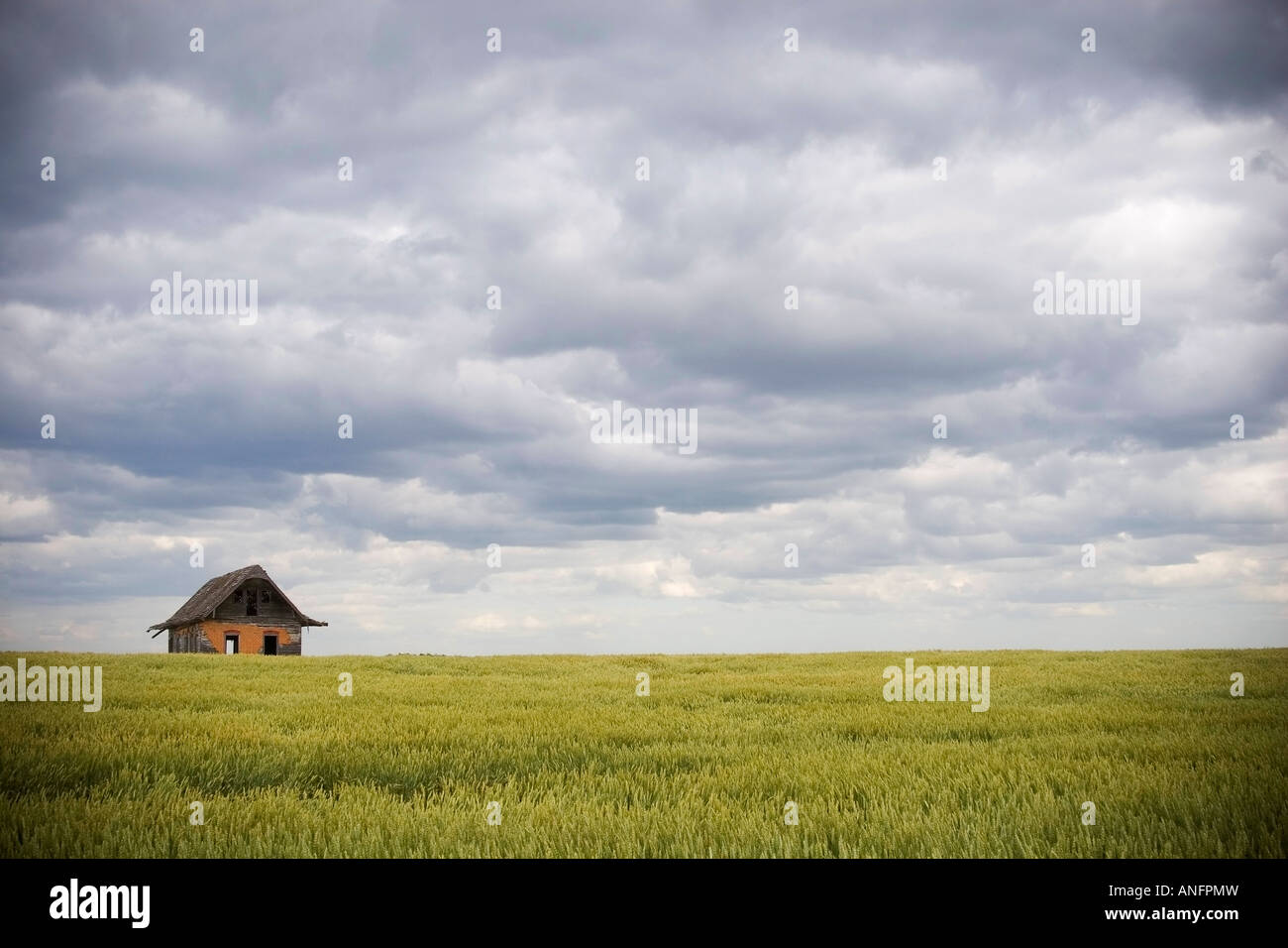 barley field and abandoned farmhouse, Raymore, Saskatchewan, Canada ...