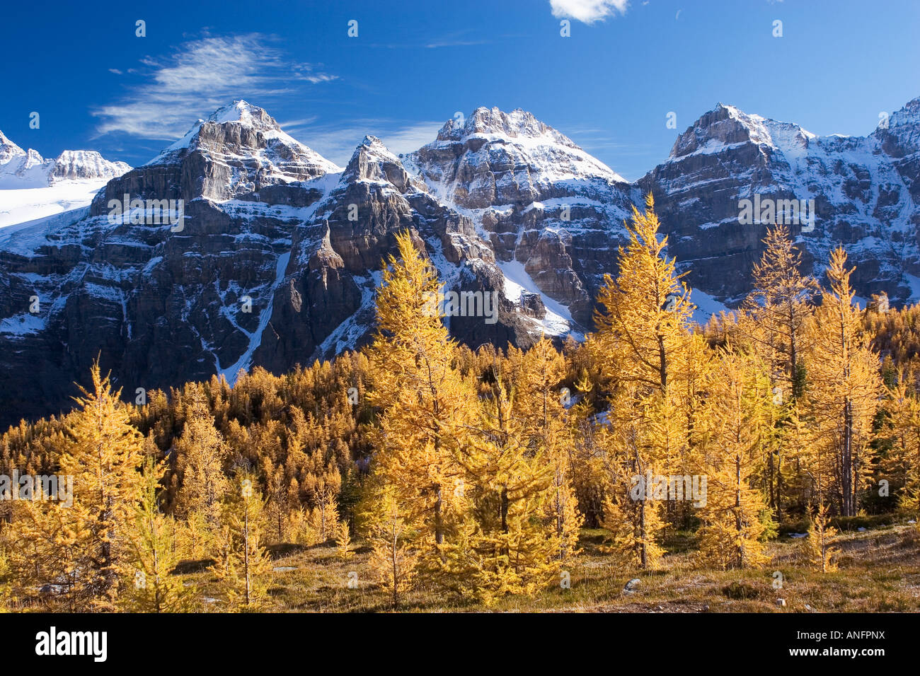 larch trees and mountains near Moraine Lake, Alberta, Canada Stock ...