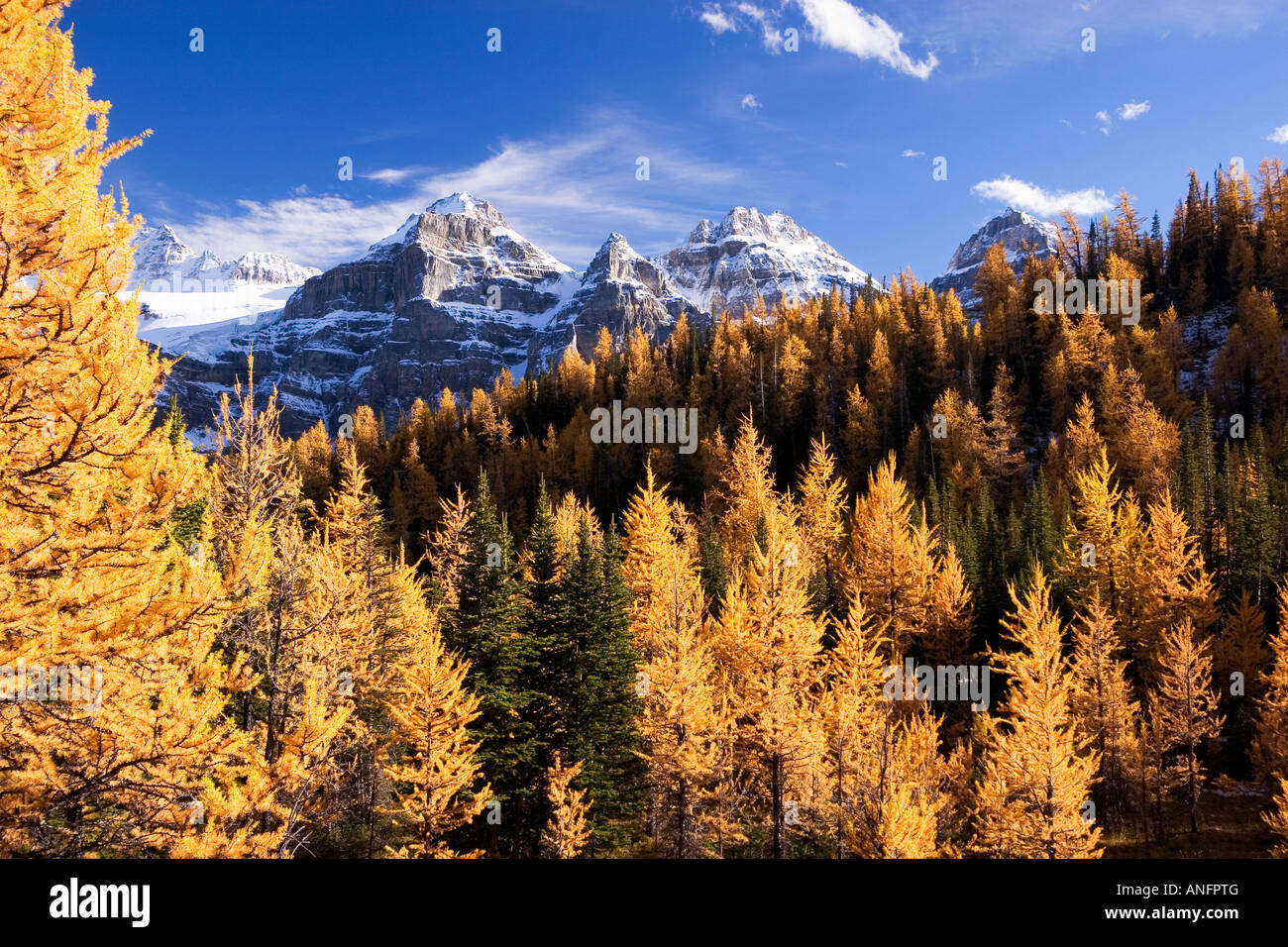larch trees and mountains near Moraine Lake, Alberta, Canada Stock ...