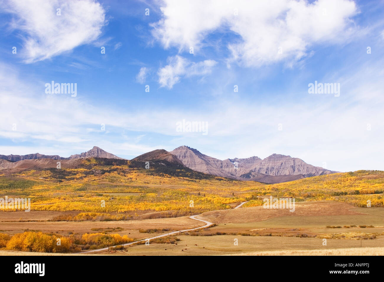 mountains and aspen (poplar) trees in autumn near Pincher Creek ...