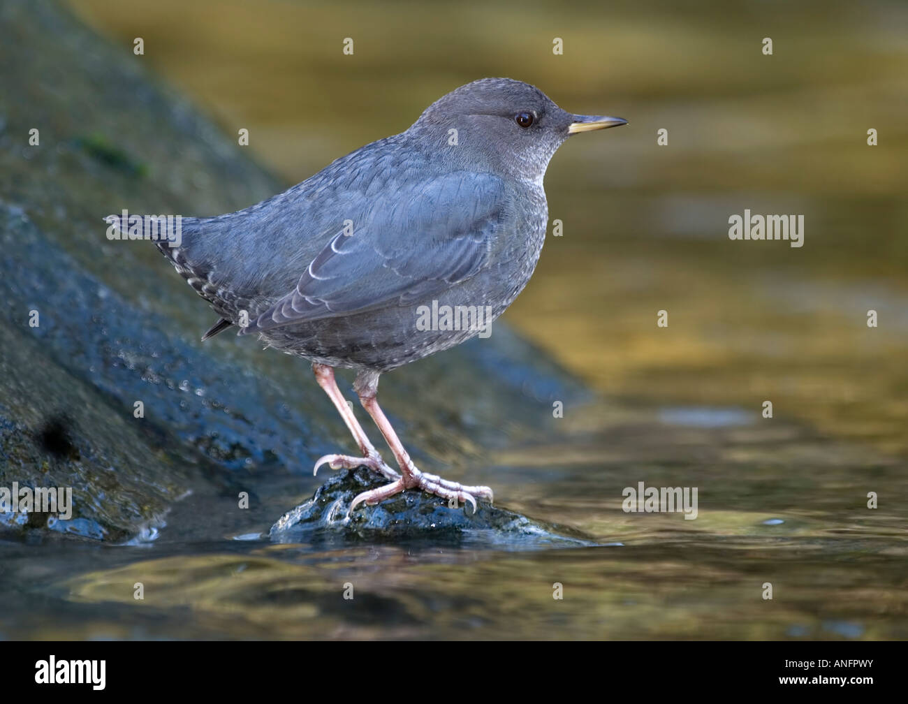 Dipper photos hi-res stock photography and images - Alamy