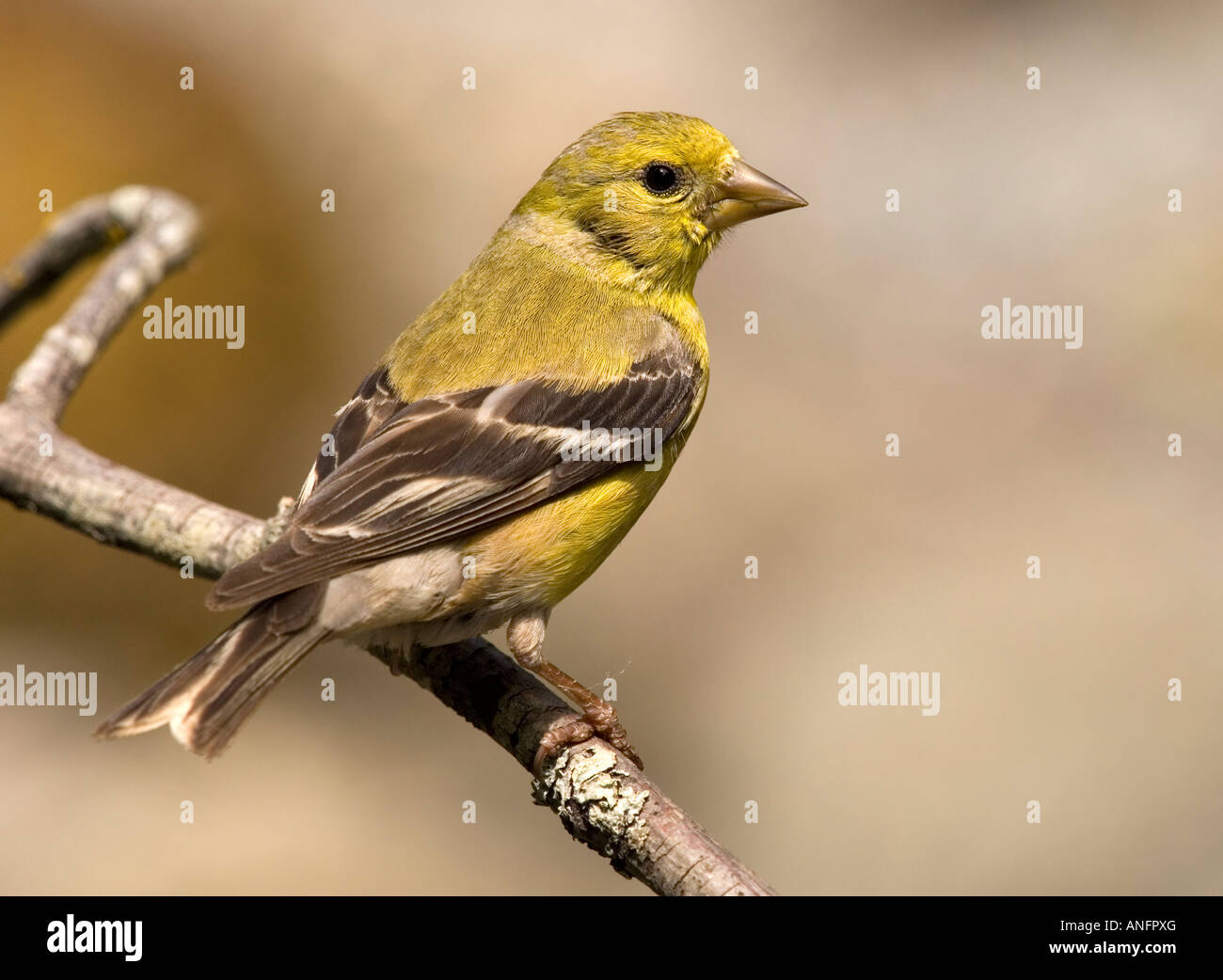 American Goldfinch, Canada Stock Photo - Alamy