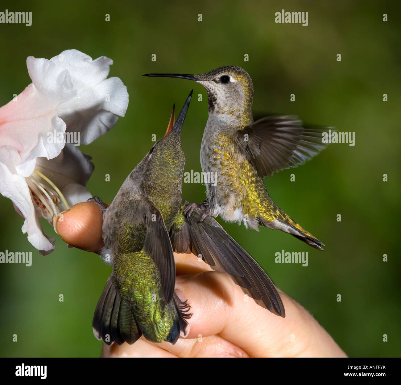 Portrait humming bird hi-res stock photography and images - Alamy