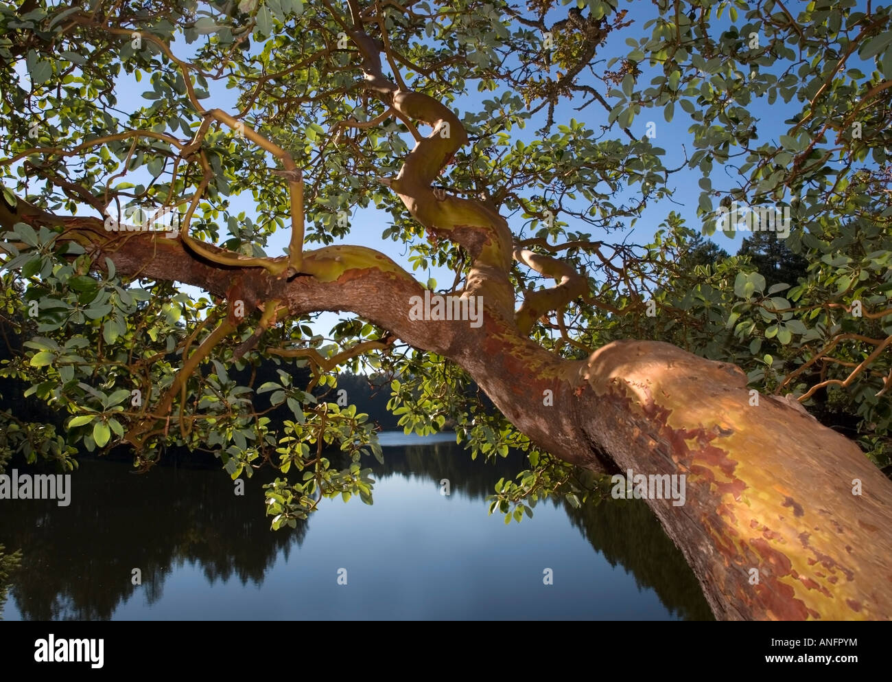 Madrone tree leaves hi-res stock photography and images - Alamy
