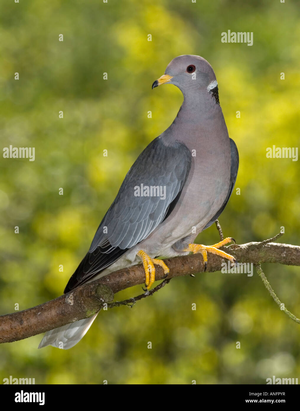 Band Tailed Pigeon, Canada Stock Photo - Alamy