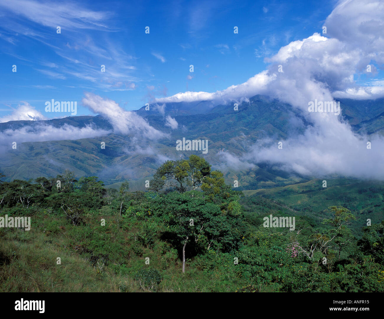 Ceiba Tree Kapok Bombax Ceiba Cloud Forest Shrouded in Mist Durika ...