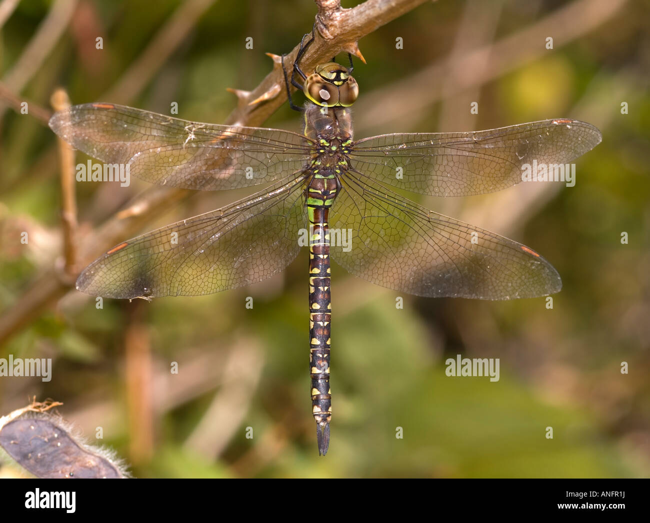 California Darne dragonfly, Canada Stock Photo - Alamy