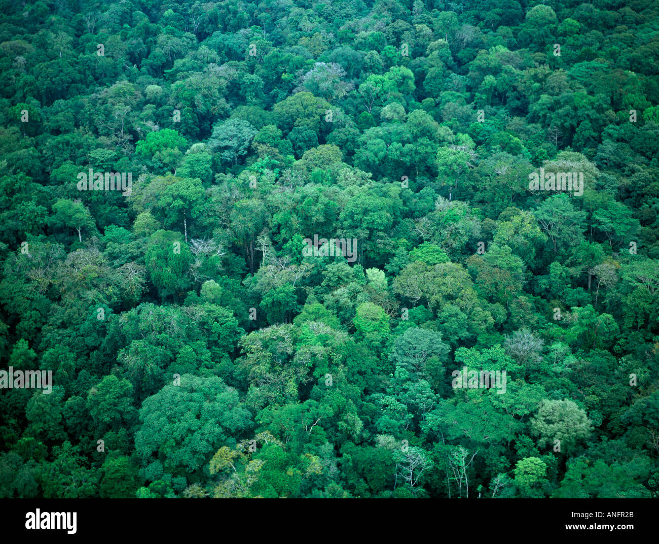 Aerial View of Lowland Tropical Rainforest Canopy Corcovado National ...