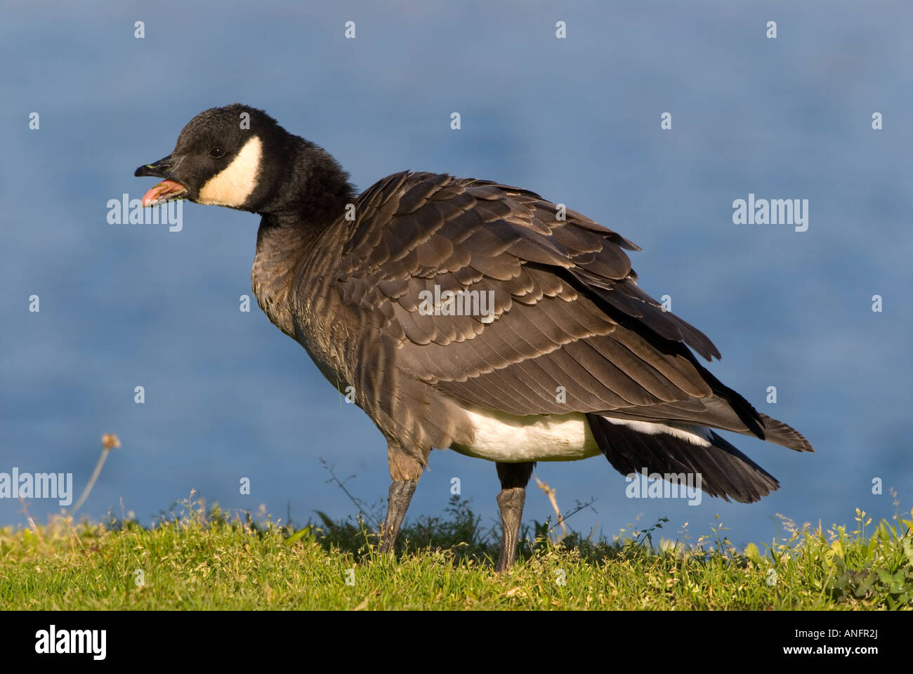 Cackling Goose, Canada Stock Photo - Alamy