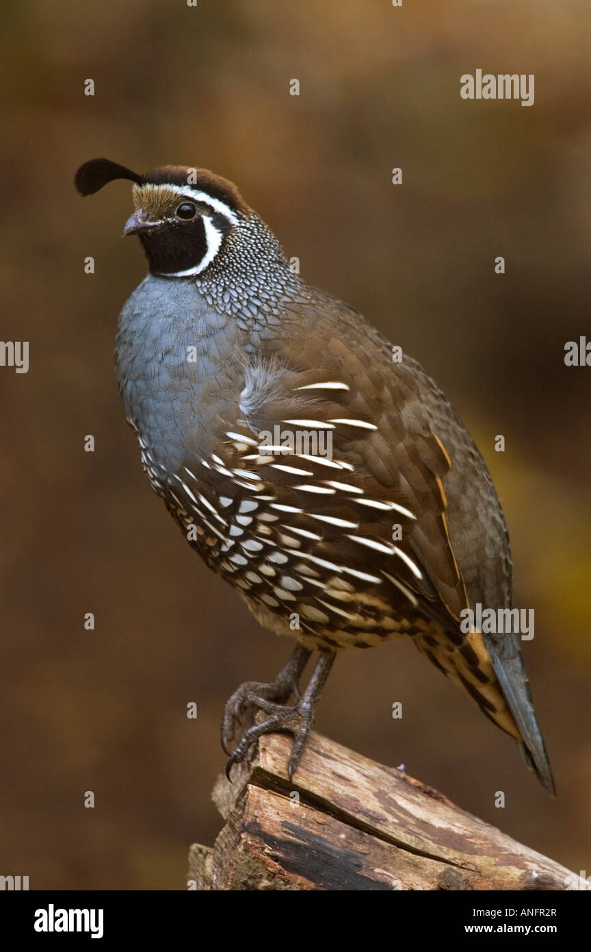 Quail in natural habitat hi-res stock photography and images - Alamy