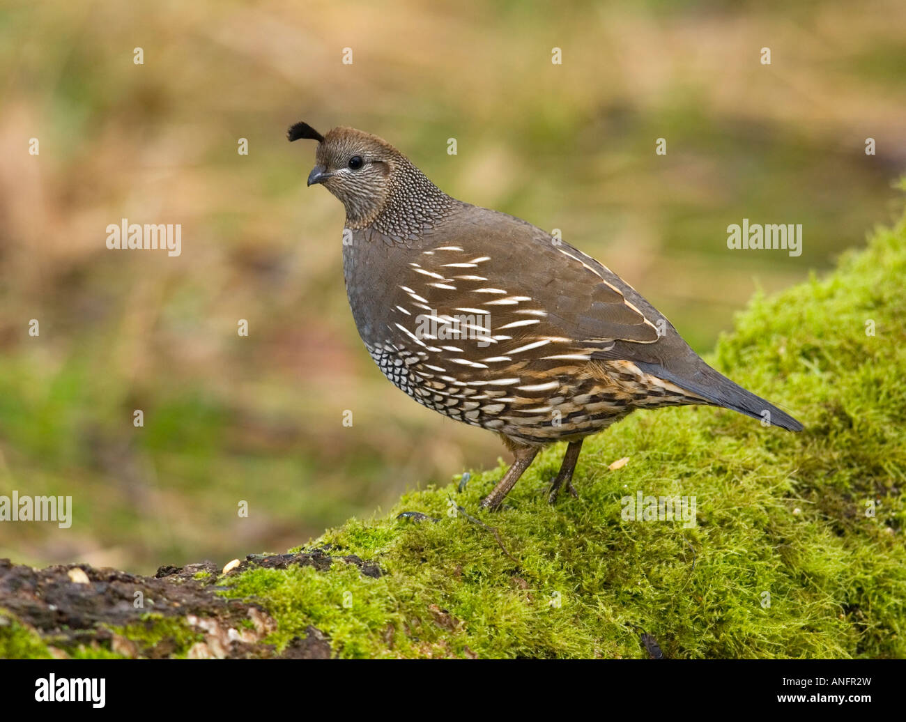 California Quail, Canada Stock Photo - Alamy