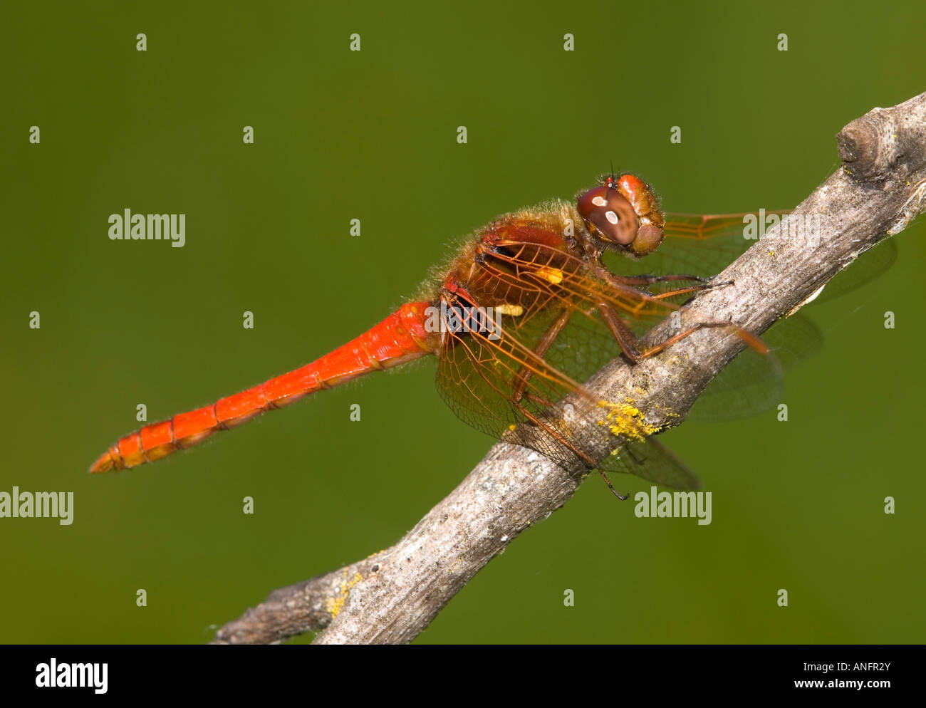 Male cardinal meadowhawk dragonfly hi-res stock photography and images ...