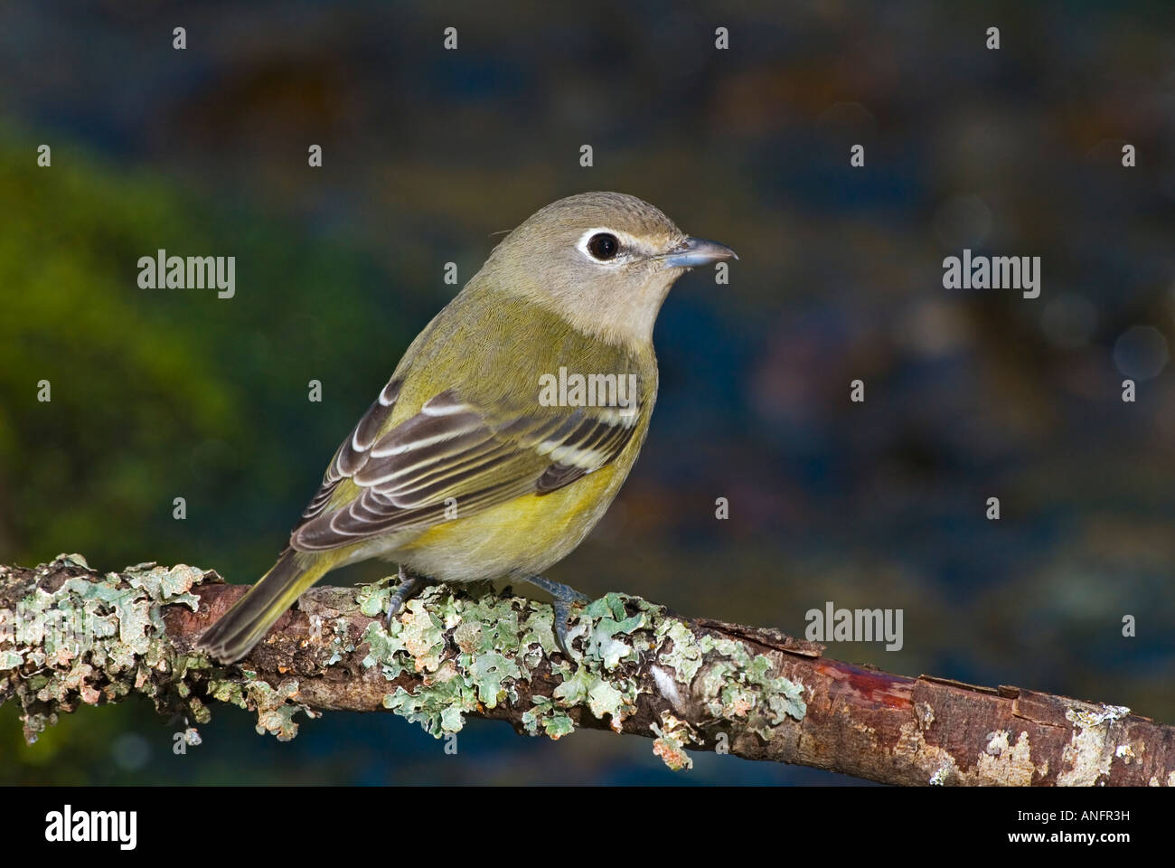 Vireo vireos bird hi-res stock photography and images - Alamy