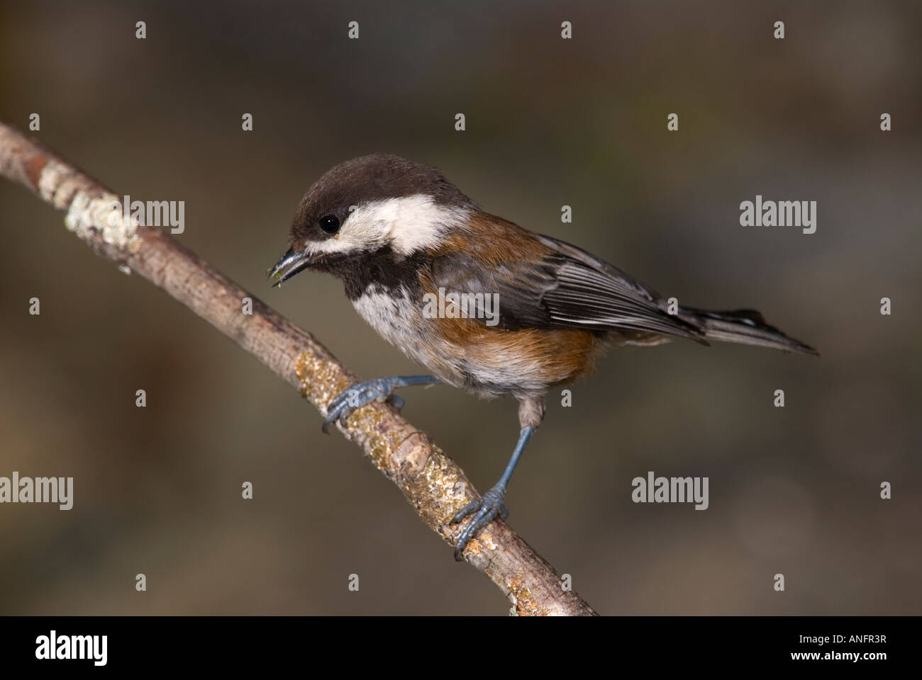 Chestnut backed Chickadee, Canada Stock Photo - Alamy