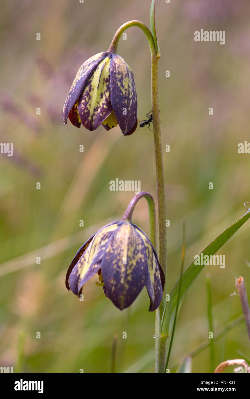 Native Chocolate Lily, Canada Stock Photo - Alamy