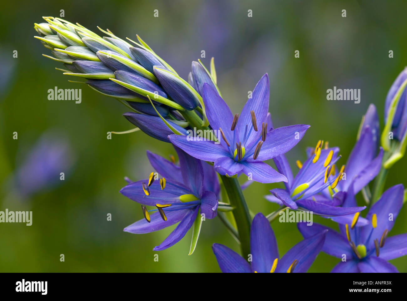 Camas plants hi-res stock photography and images - Alamy