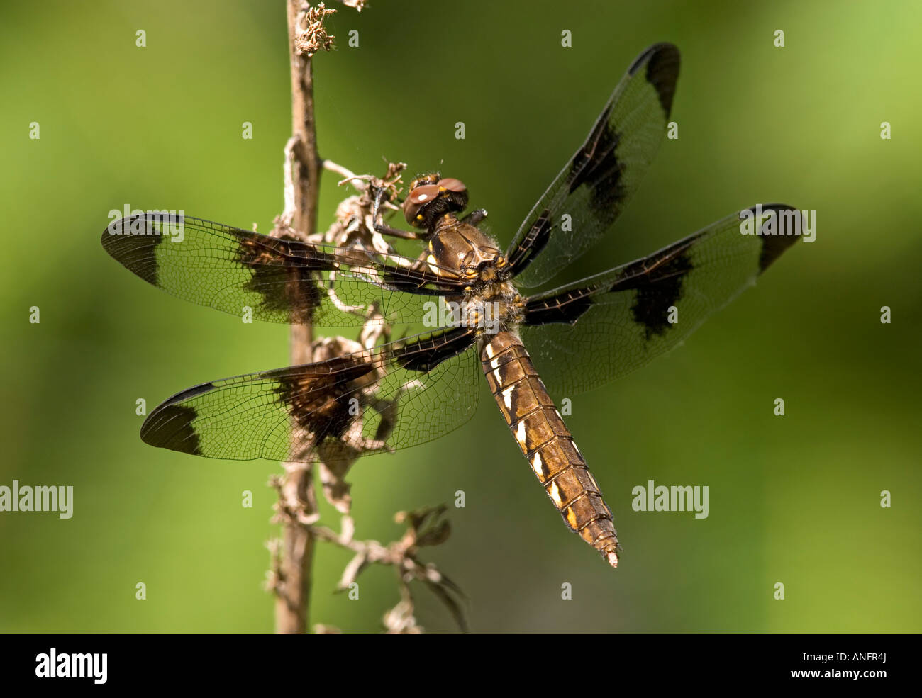 Female common whitetail dragonfly hi-res stock photography and images ...
