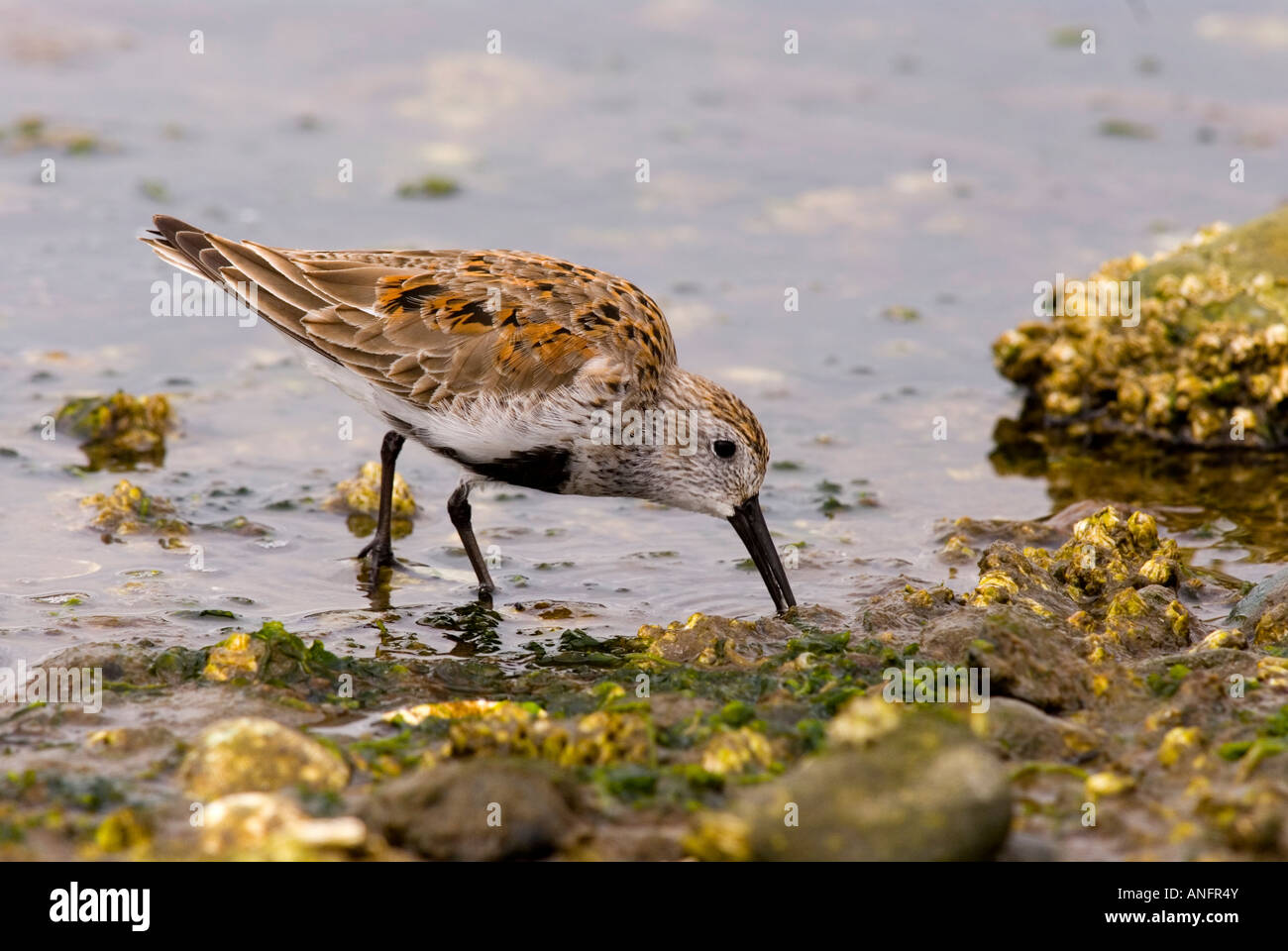 Dunlins canada hi-res stock photography and images - Alamy