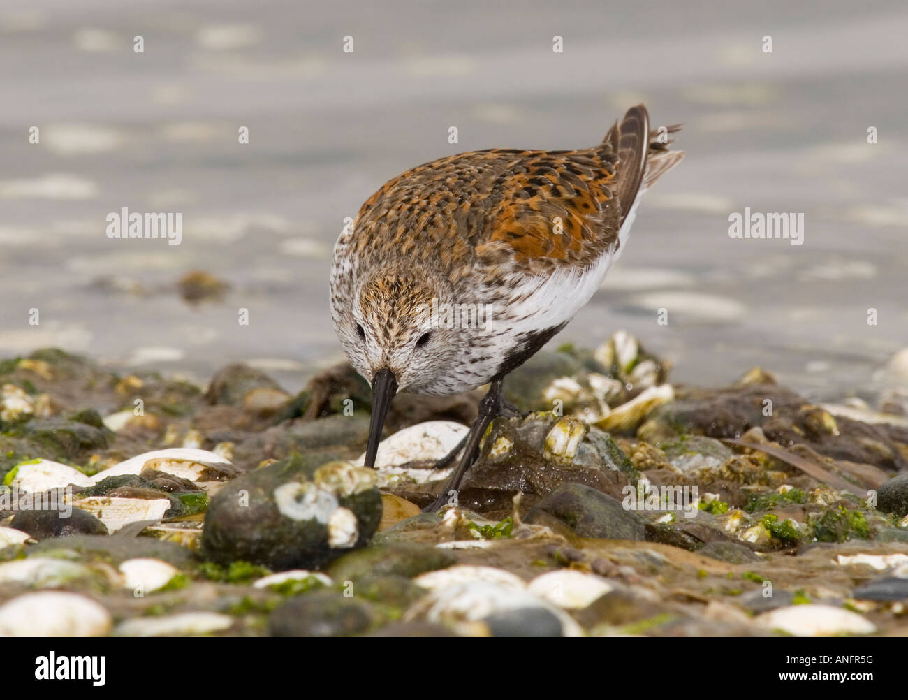 Dunlins canada hi-res stock photography and images - Alamy