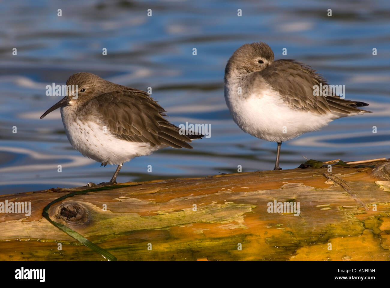 Dunlins canada hi-res stock photography and images - Alamy