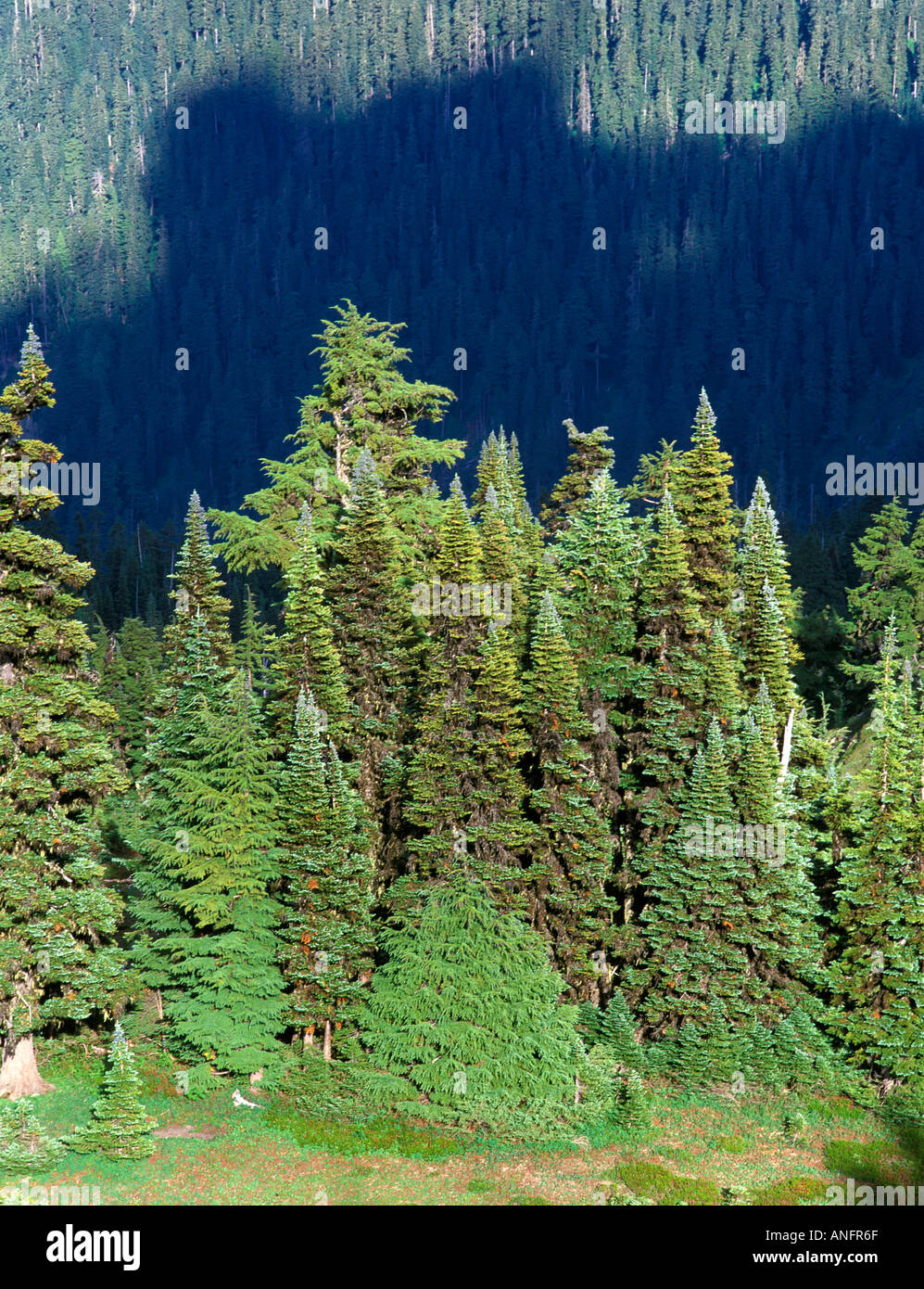 Temperate Rain forest Trees with Sub-alpine Fir, Sub-Alpine Alaskan ...