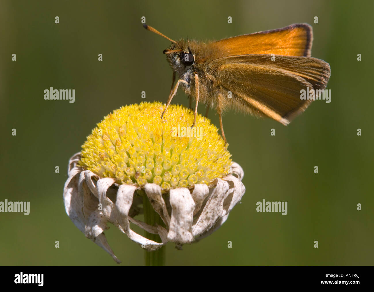 European Skipper, Canada Stock Photo - Alamy