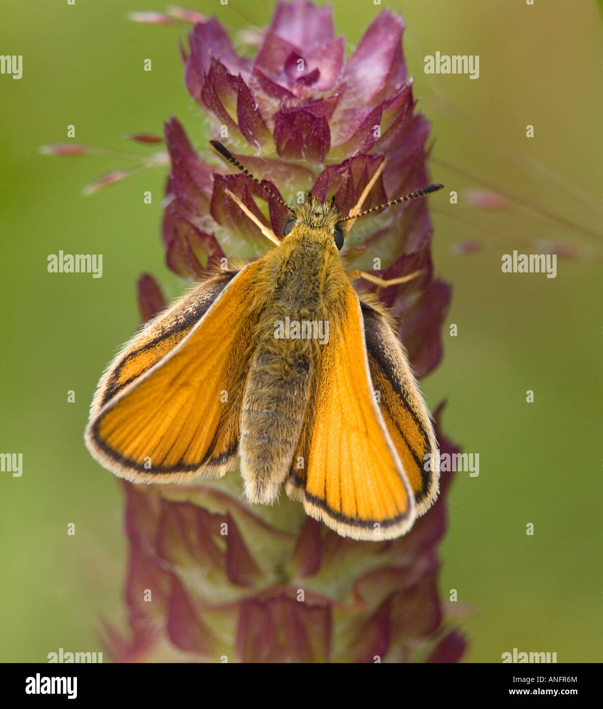 European Skipper, Canada Stock Photo - Alamy