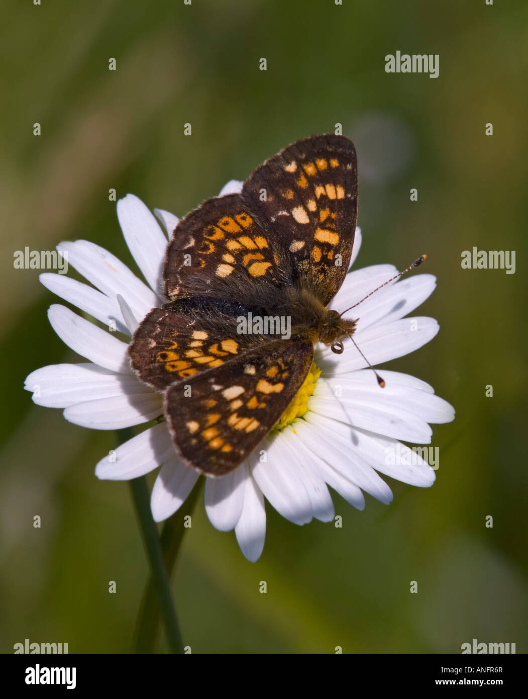 Field Crescent, Canada Stock Photo - Alamy