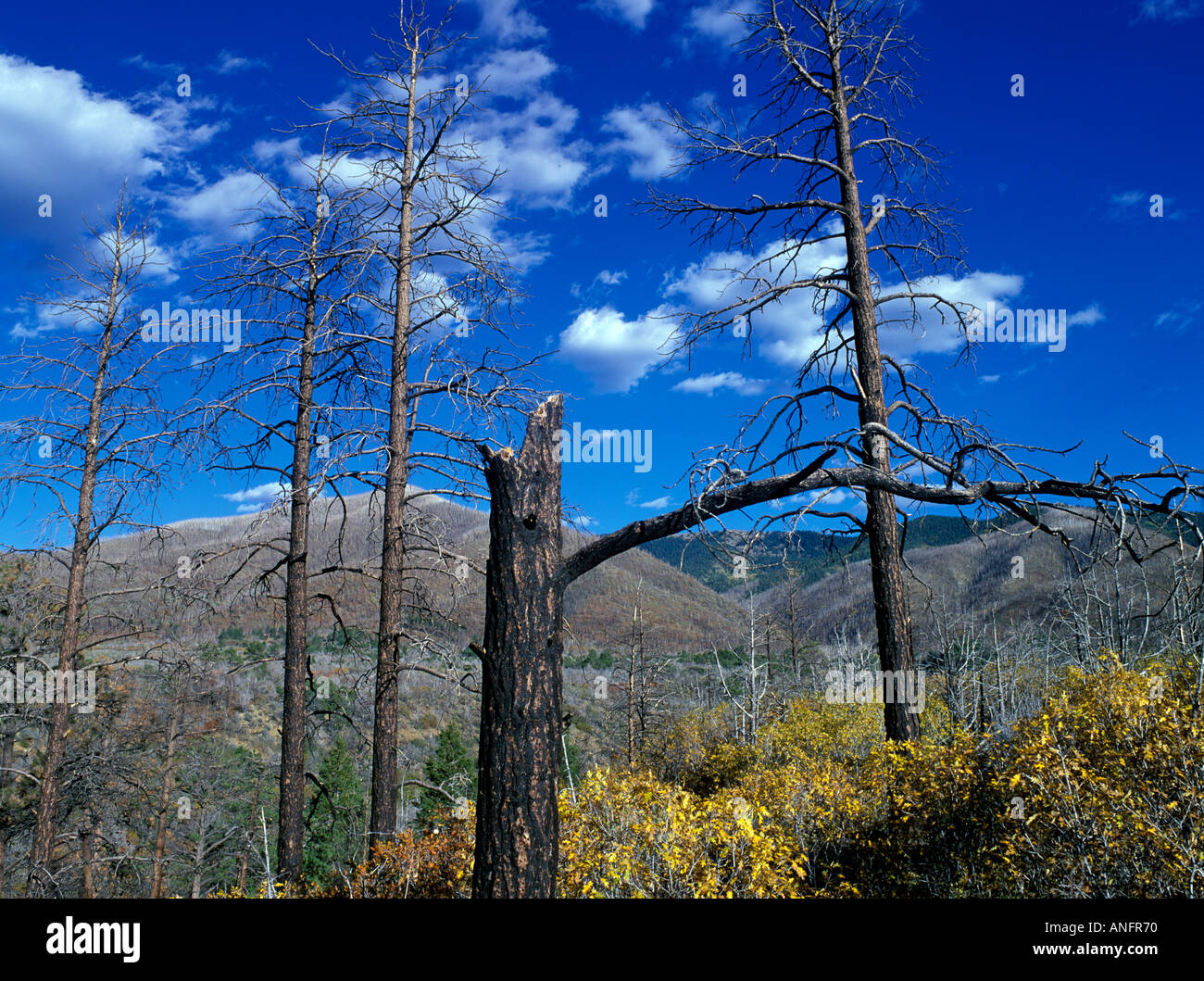 American pine disease hi-res stock photography and images - Alamy