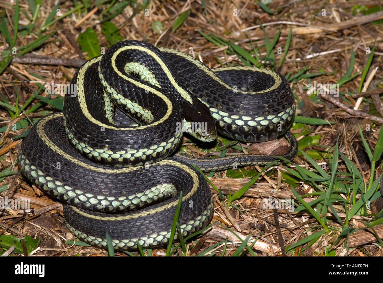Garter Snake, Canada Stock Photo - Alamy