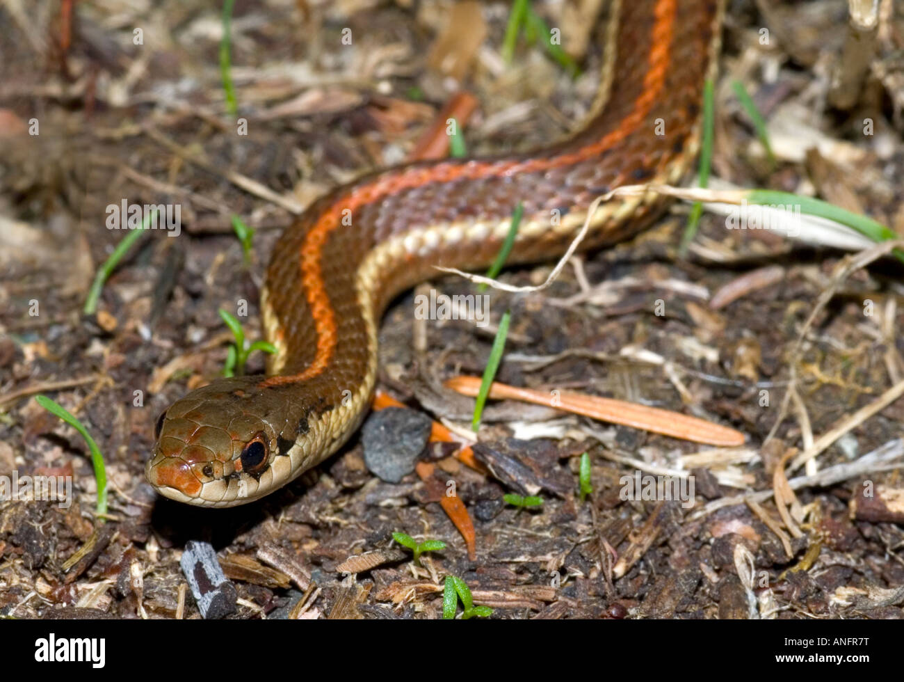 Snake habitat image hi-res stock photography and images - Alamy