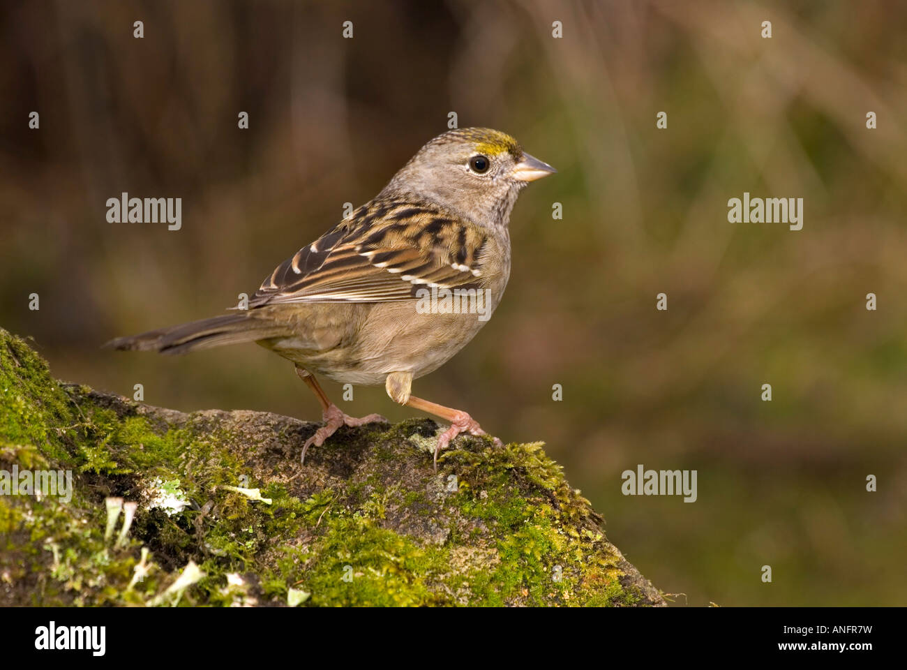 Golden crowned Sparrow, Canada Stock Photo - Alamy