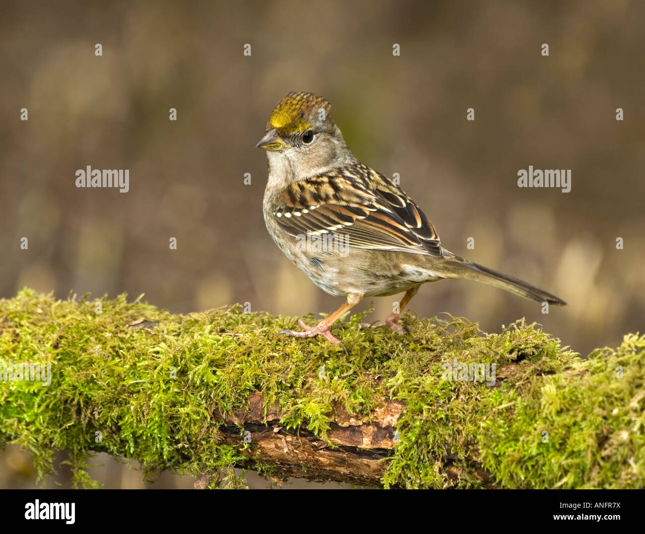 Golden crowned Sparrow, Canada Stock Photo - Alamy