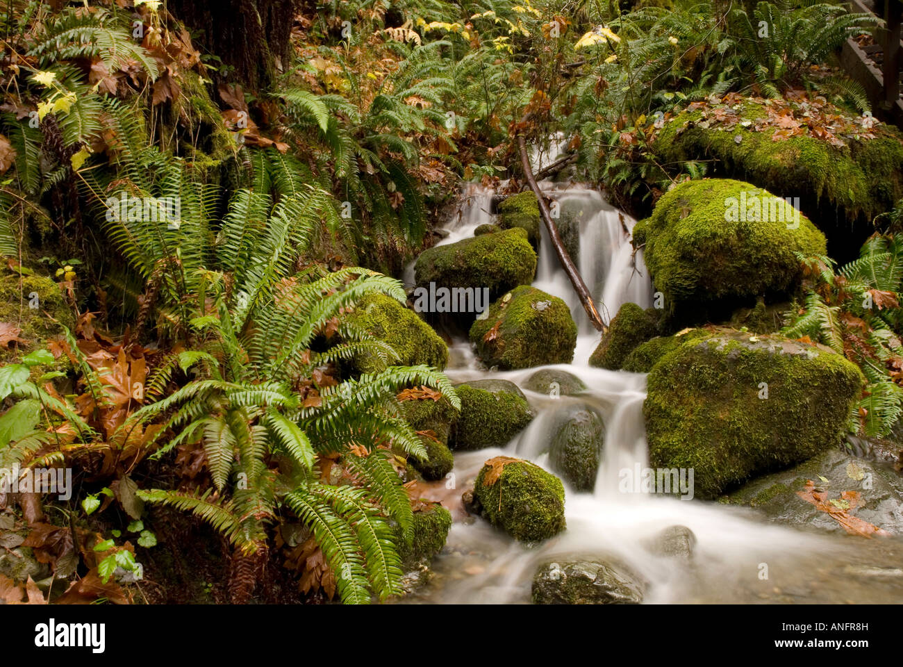Waterfall in Goldstream Provincial Park, British Columbia, Canada Stock ...