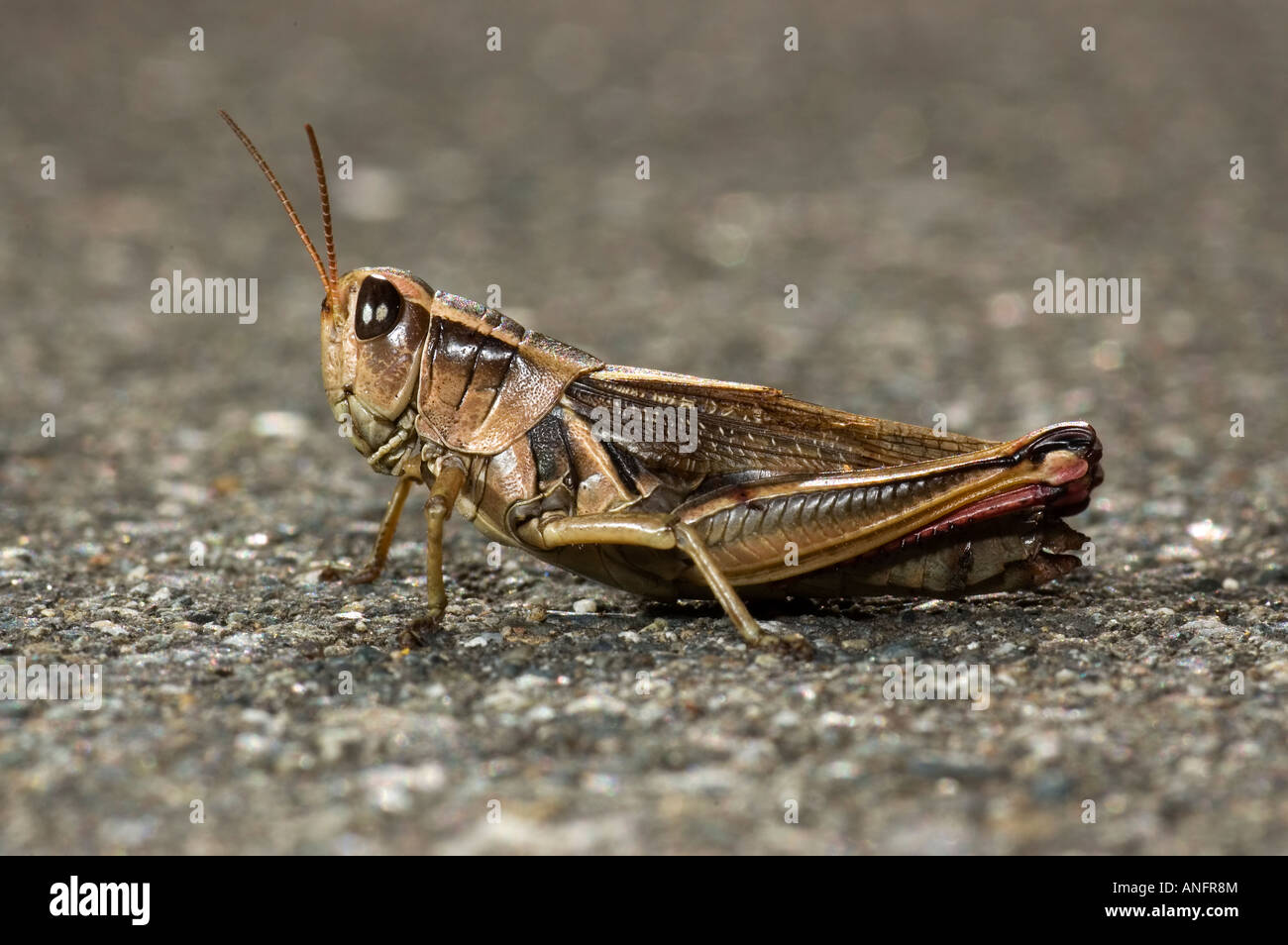 Grasshopper pests hi-res stock photography and images - Alamy