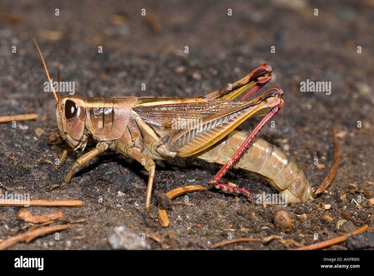 Grasshopper pests hi-res stock photography and images - Alamy