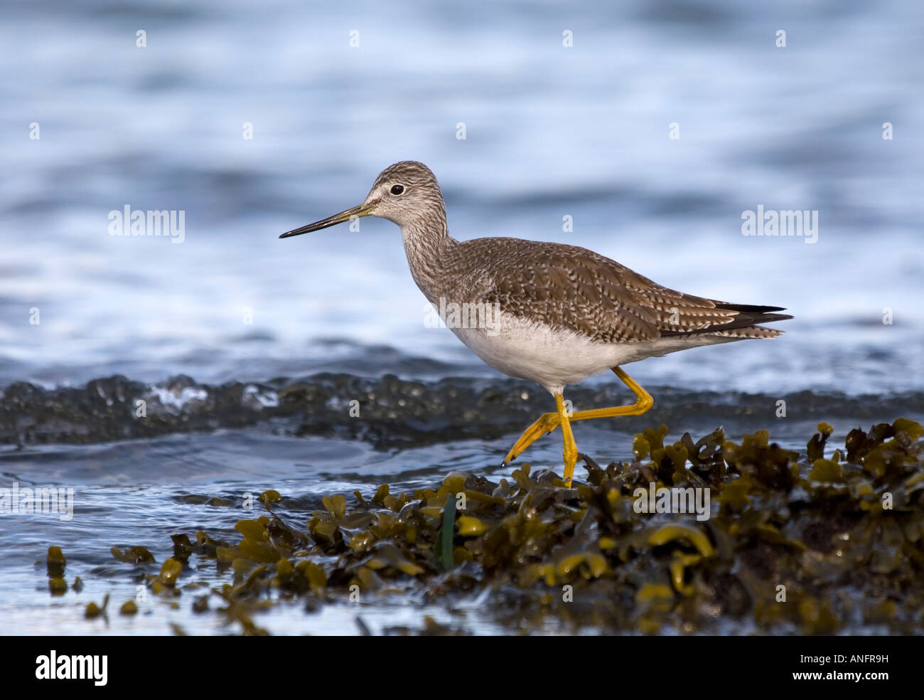 Greater Yellowlegs, Canada Stock Photo - Alamy