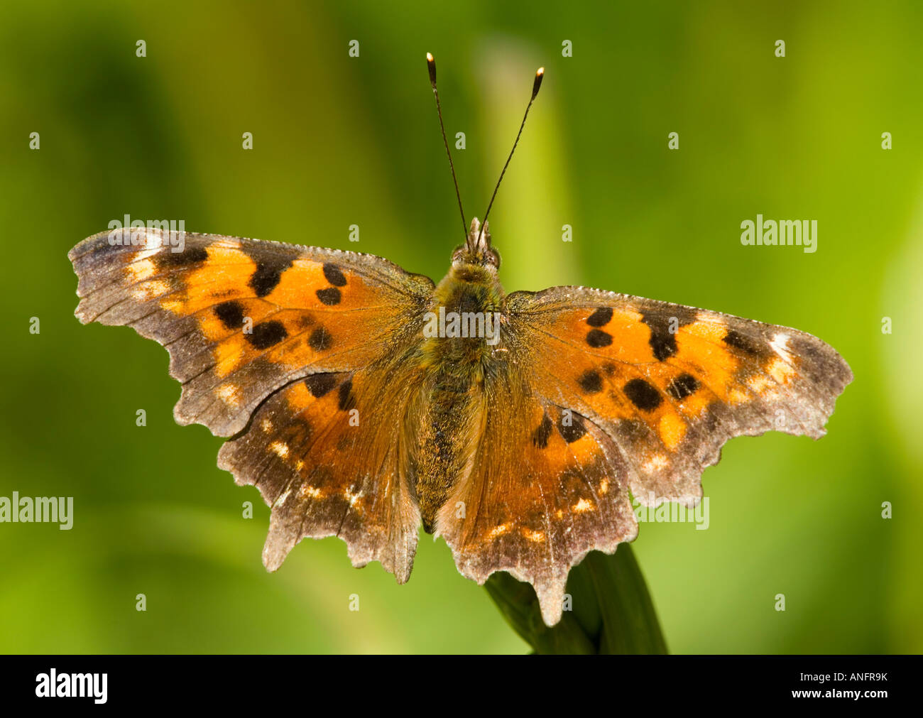 Green Comma moth, Canada Stock Photo - Alamy