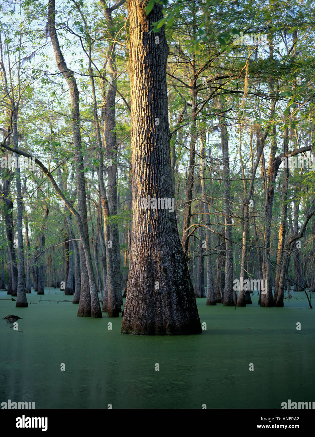 Swamp cypress wood hi-res stock photography and images - Alamy