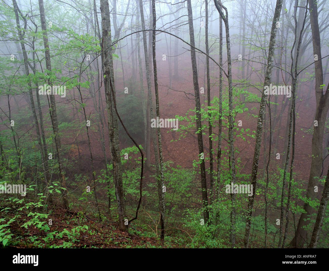 Spring forest in the great smokey mts hi-res stock photography and ...