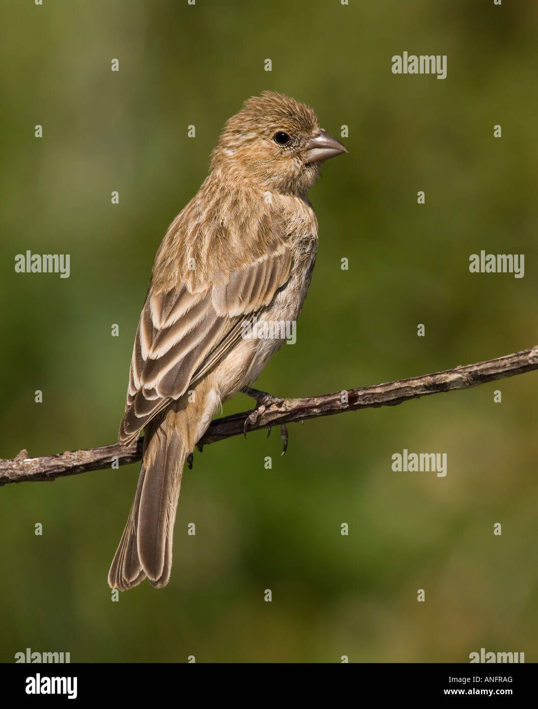 Tim finch hi-res stock photography and images - Alamy