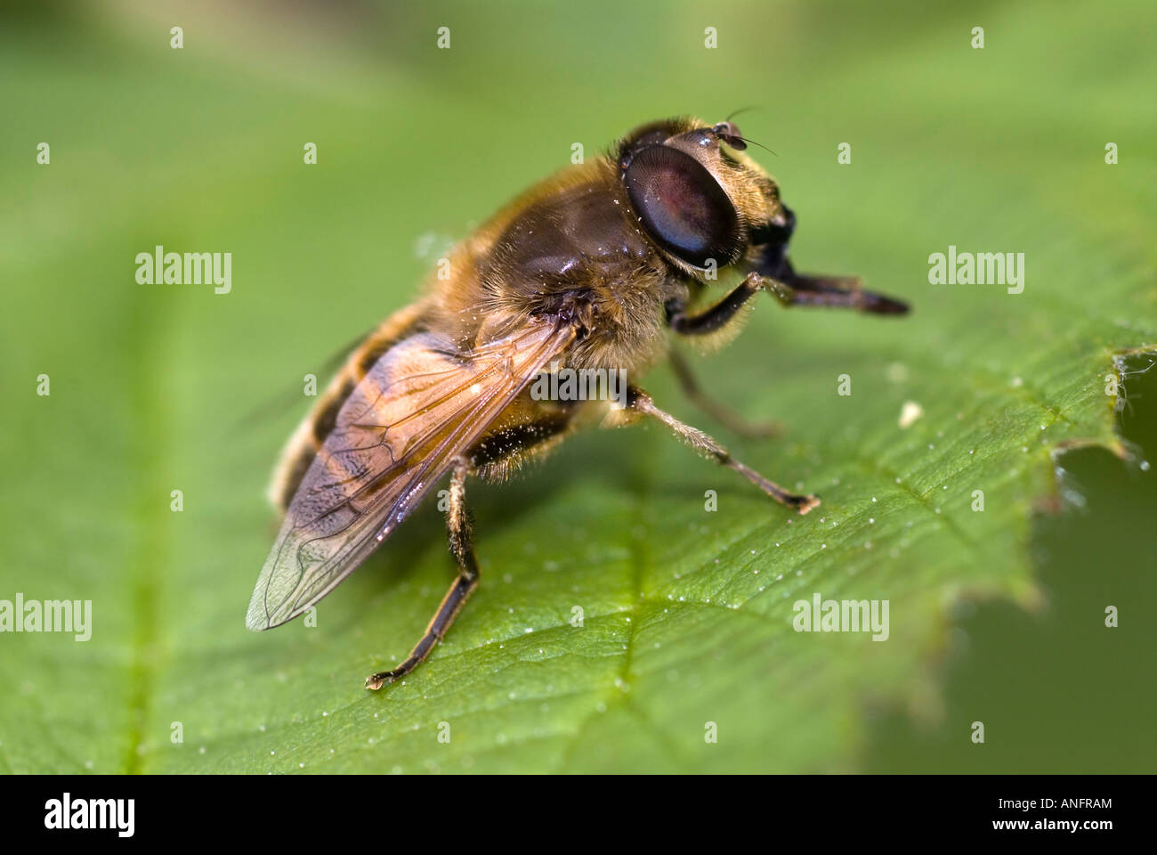 Hoverfly Eristalis, Canada Stock Photo - Alamy