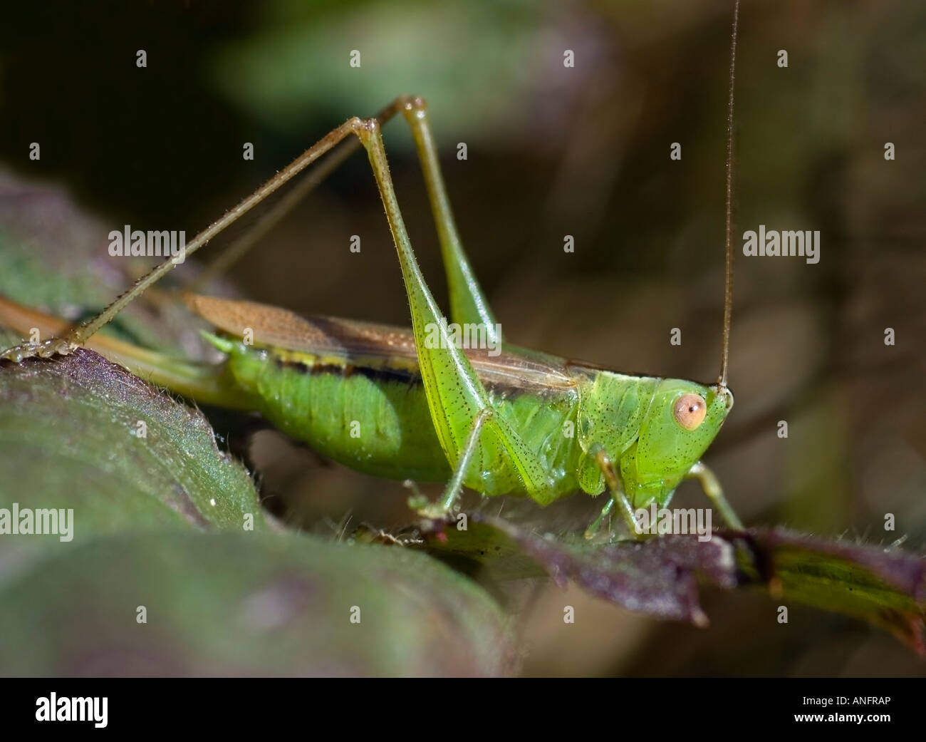 Katydid at their natural habitat hi-res stock photography and images ...