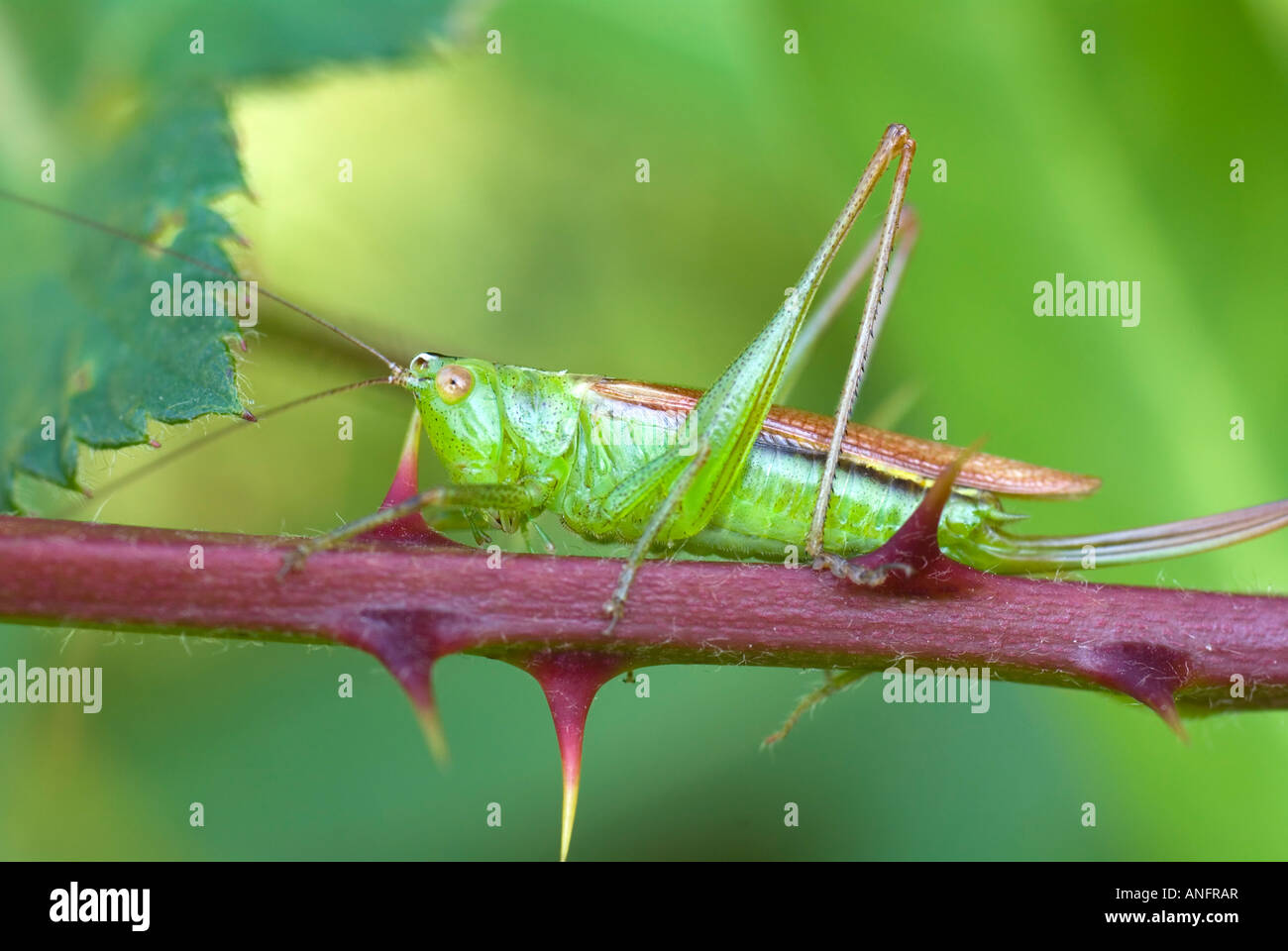 Katydid at their natural habitat hi-res stock photography and images ...