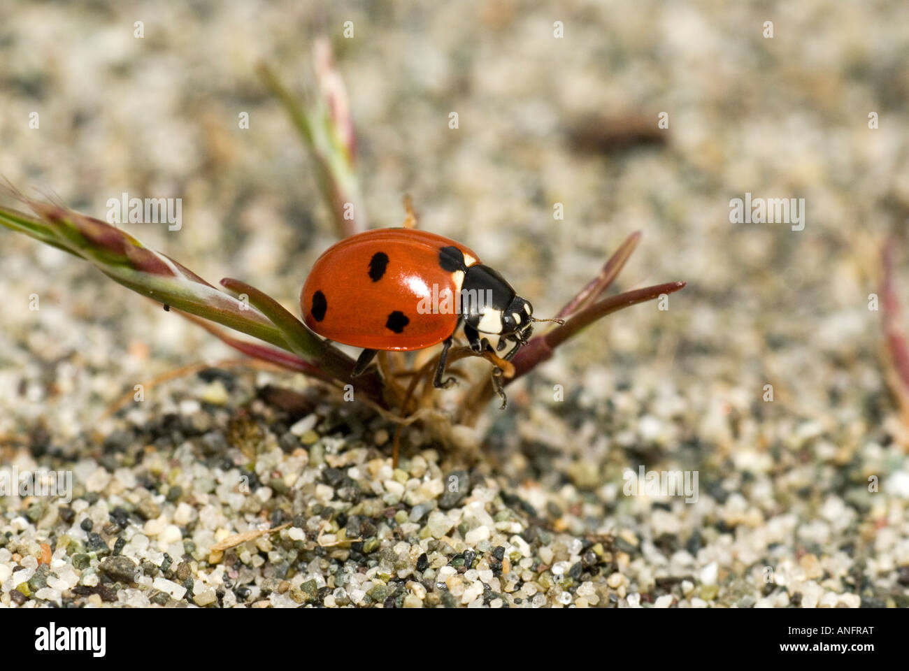 Lady bugs in colour hi-res stock photography and images - Alamy