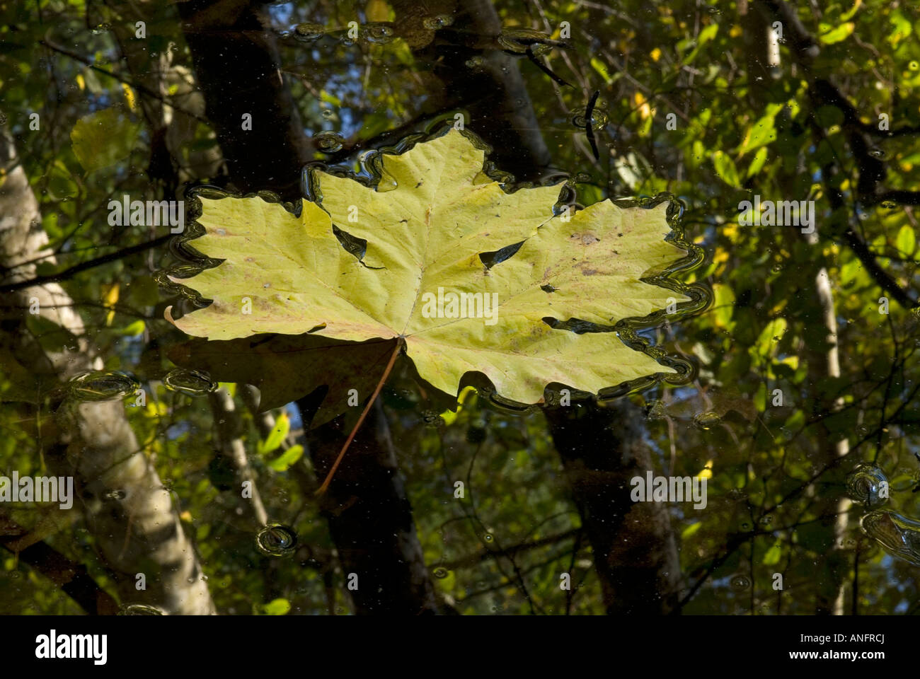 Maple Leaf on water, Canada Stock Photo - Alamy