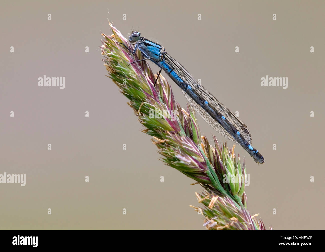 Northern blue damselflies hi-res stock photography and images - Alamy